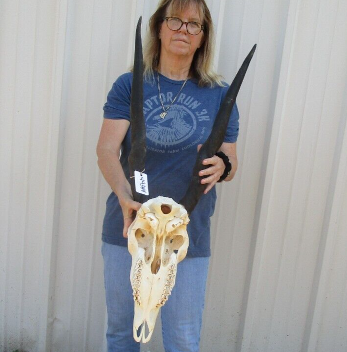 South African Female Eland Skull with 24-25 inch Horns, taxidermy ...