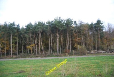 Photo 6x4 Tilgate Forest Crawley/TQ2736 c2011 | eBay UK