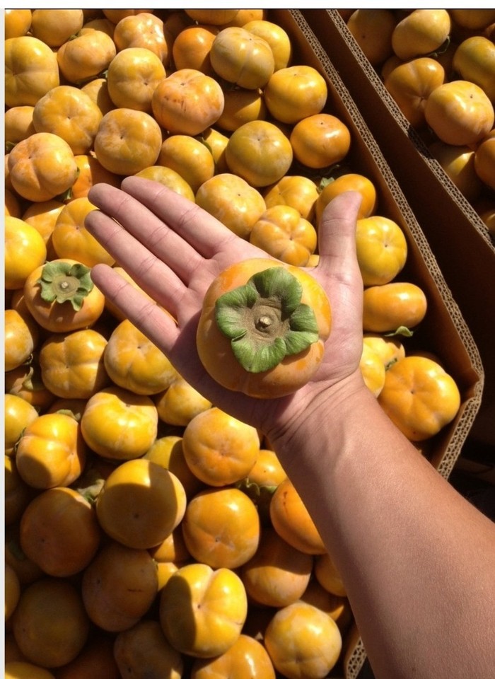 13LBS)+2 FREE pound Persimmons Fuyu Fruit best deal guaranteed.🍊🍊 | eBay