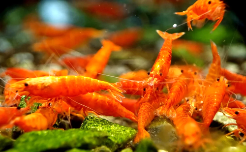 10+1 Orange Sunkist Shrimp USA BRED!! TANK BRED! HIGH QUALITY!! HIGH ...