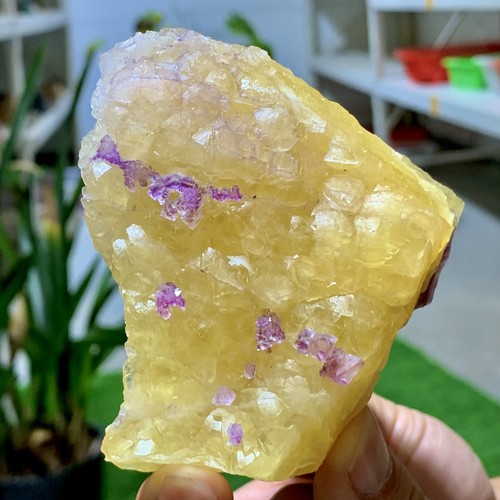 310G Rare yellow purple cubic fluorite mineral crystal sample/Zhejiang ...
