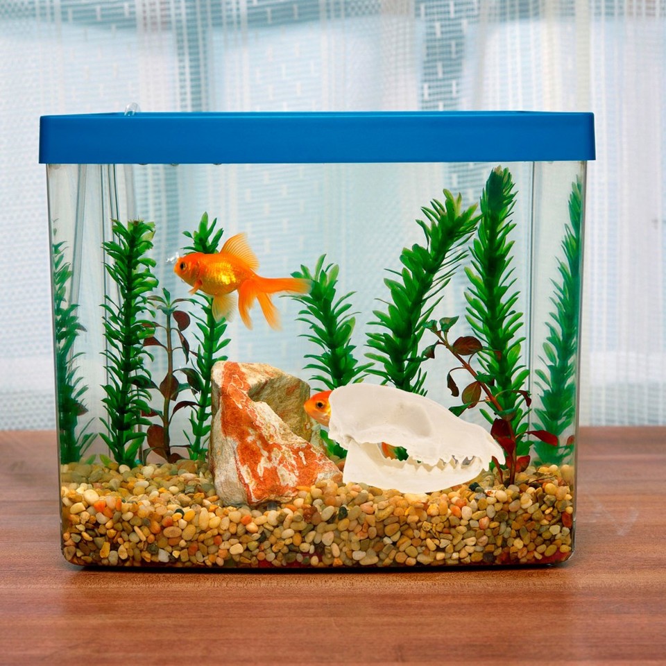 Skeleton Figure Skull Figurine Animal Prop Halloween Head Wall Decor ...