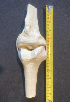 knee bone anatomic teaching demonstration model 11” | eBay