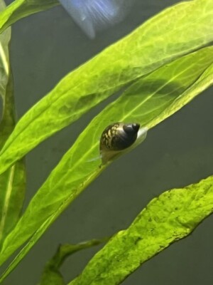 25+ live snails freshwater (bladder) Great for puffers/ponds/ live ...