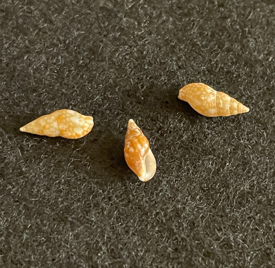 3 Mitrella gausapata Gould 8 mm - 9 mm Washington, USA | eBay