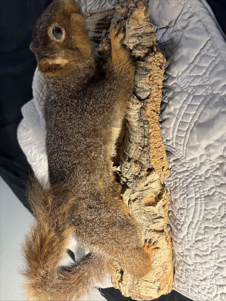 taxidermy squirrel Mount | eBay