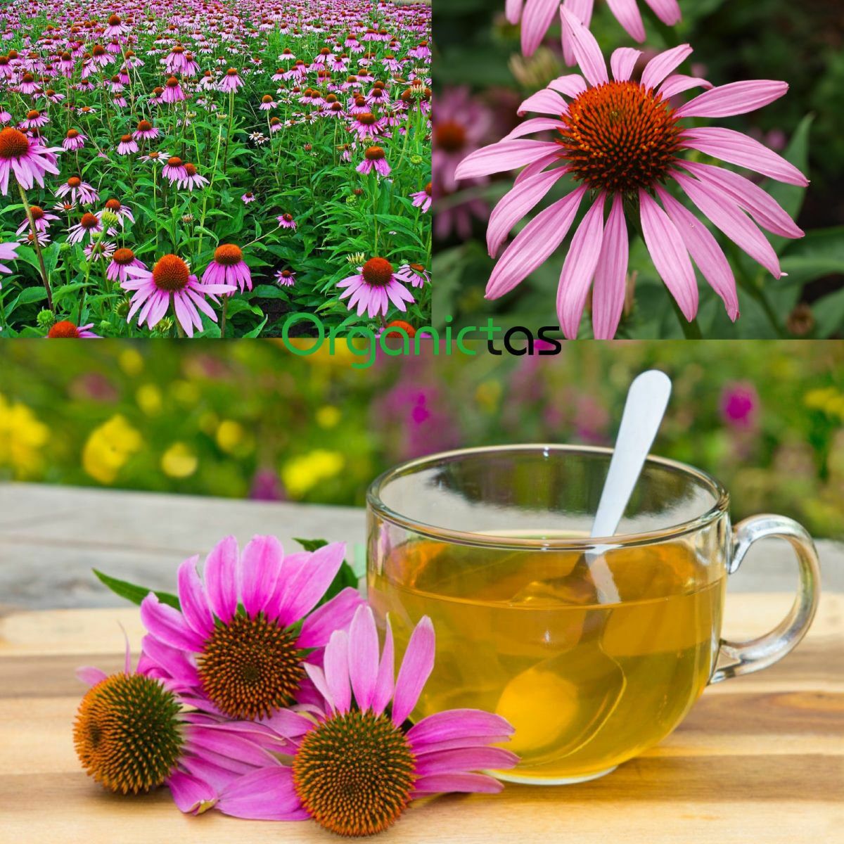 Echinacea Tea For Colds