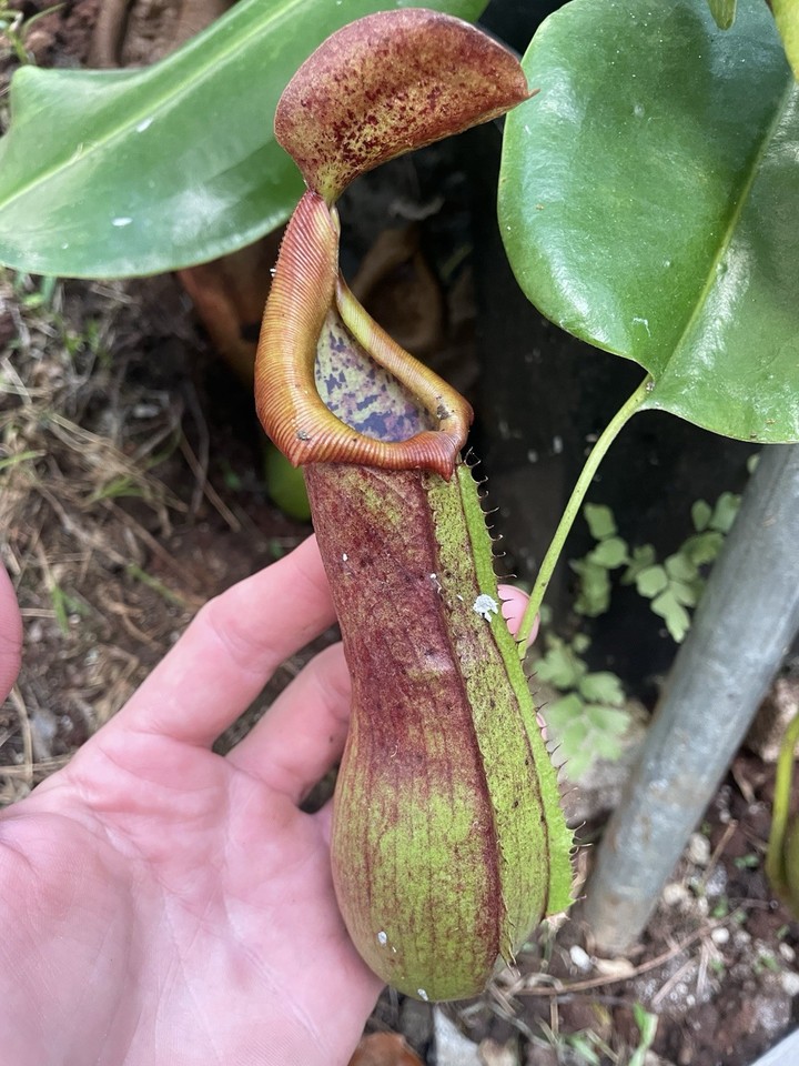 Nepenthes truncata “Red” x insignis “Biak” EP | eBay