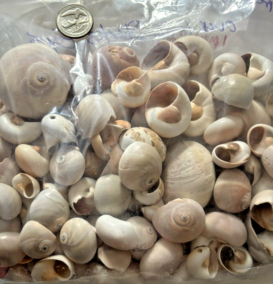 Sanibel Island/ Captiva Florida Gulf Shark Eyes Moon Shells Huge Lot ...