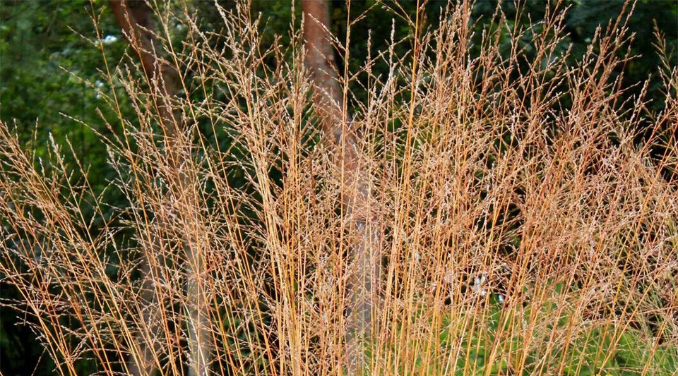 Tall Moor Grass - Molinia caerulea arundinacea - 20 Seeds - Native UK ...