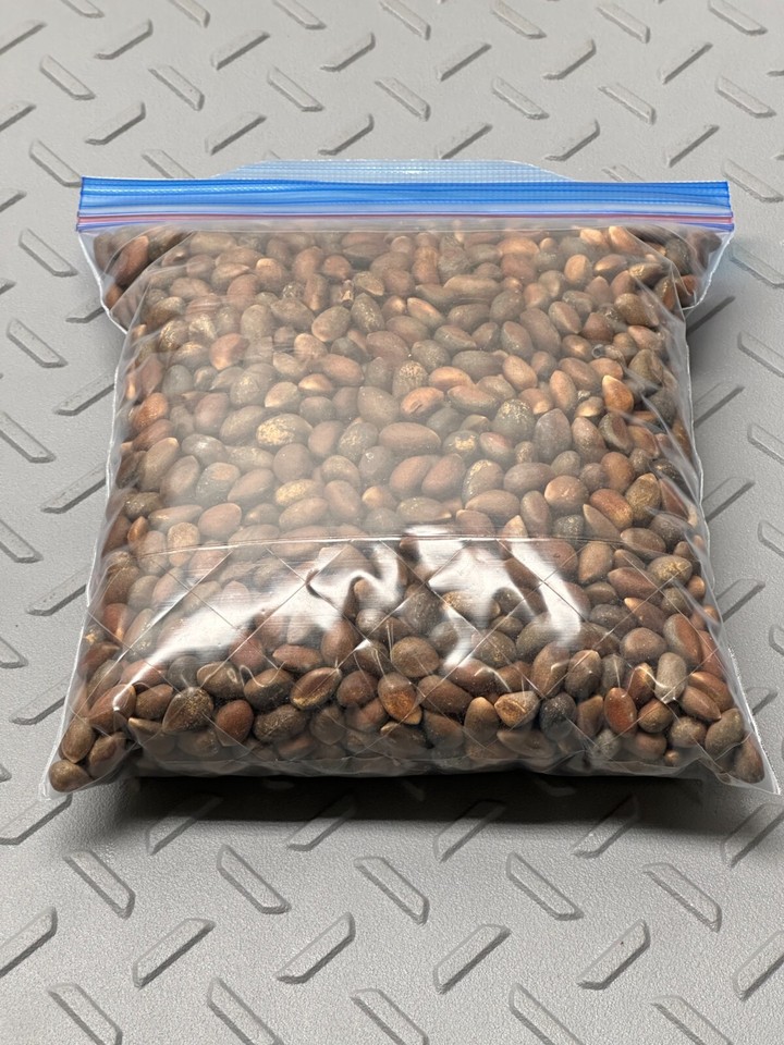 1 LBS RAW New Mexico Piñon, Pinon Pine Nuts, Flavorful, Sweet, Soft ...