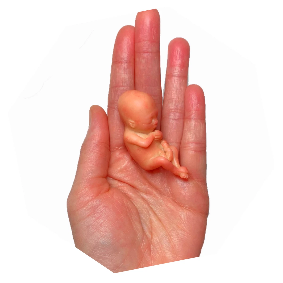 Baby In The Womb At 12 Weeks