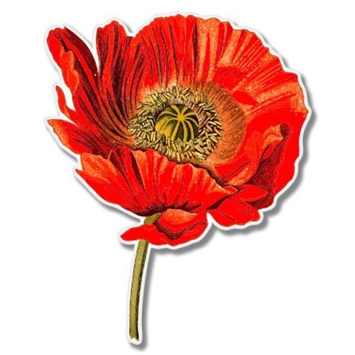 Poppy Beautiful Vintage Style Car Laptop Phone Vinyl Sticker - SELECT ...