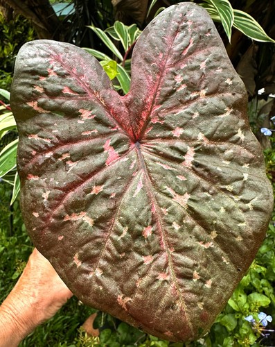 Caladium Raspberry Ripple - Lush New Season Variegated Plant 🦋 Colly ...