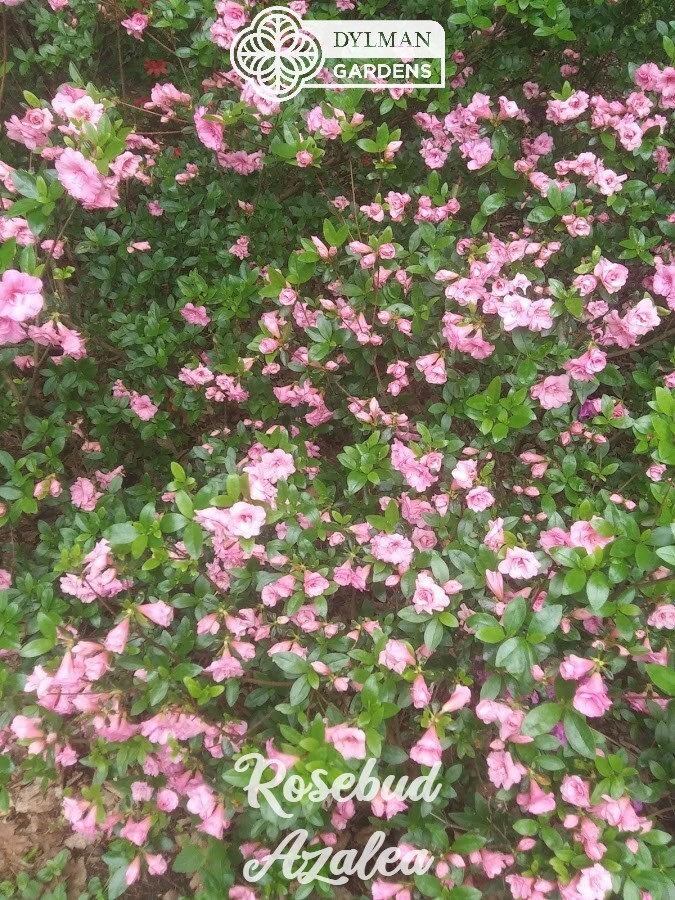 Rosebud Azalea - Rhododendron 'Rosebud' - 8 to 10 inches - Double Pink ...