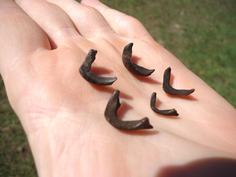 5QUALITY TURTLE MANDIBLE JAW BONES FLORIDA FOSSIL ICE AGE EXTINCT ...