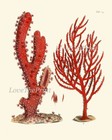 Red Coral Prints Wall Art Set of 6 Beautiful Antique Vintage Sea Ocean ...