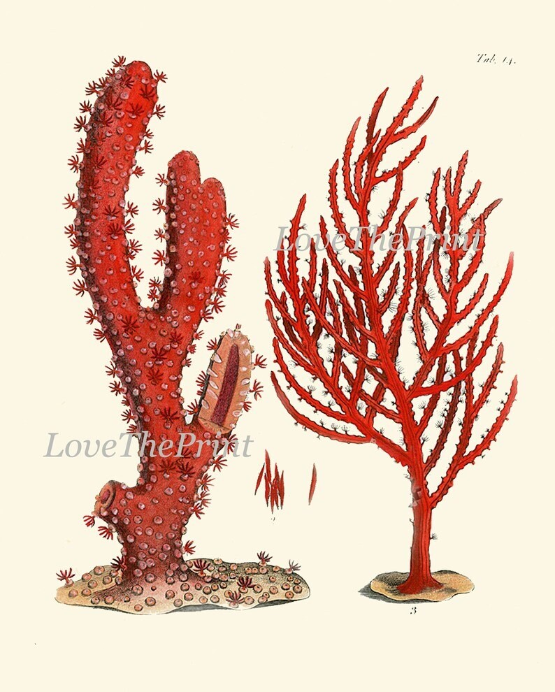 Red Coral Prints Wall Art Set of 6 Beautiful Antique Vintage Sea Ocean ...