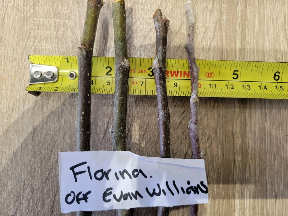 Apple Scion Wood Bud Wood Grafting Wood Apple Florina | eBay UK