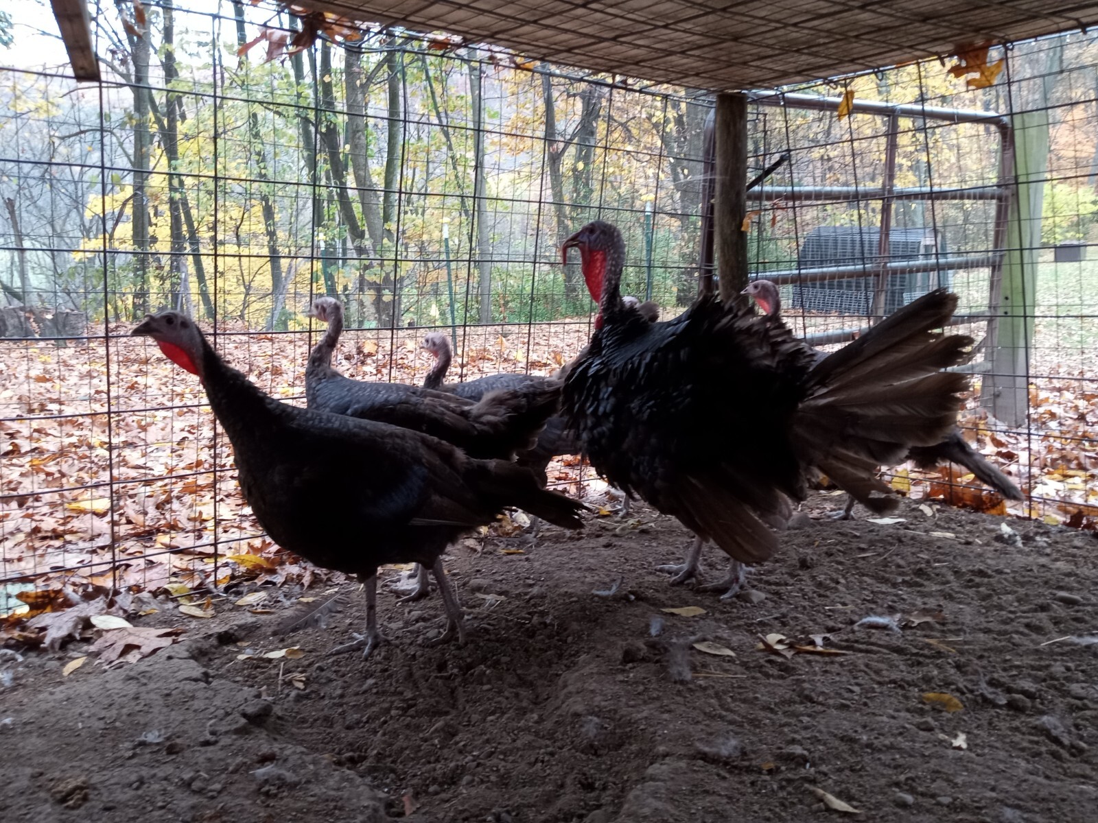 5+1 Fertile Beautiful Chocolate Turkey Hatching Eggs | eBay