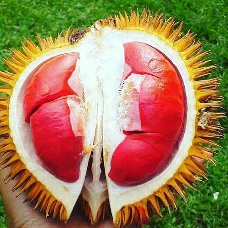 Red Durian