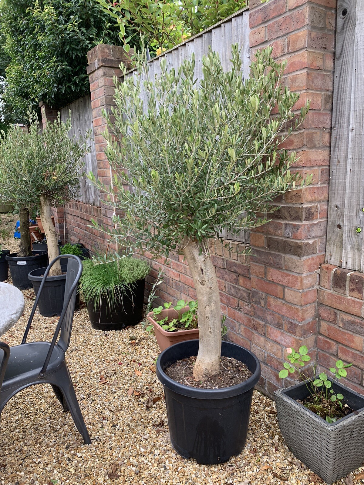 Standard Olive Tree Established Garden Plant Aprox 5.5ft To 6.5 Tall ...