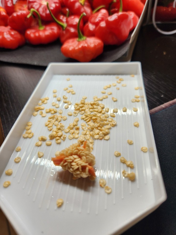 30 Seeds, Aji Dulce Puerto Rico, 100% Organic, Gustoso, Cachucha, No ...