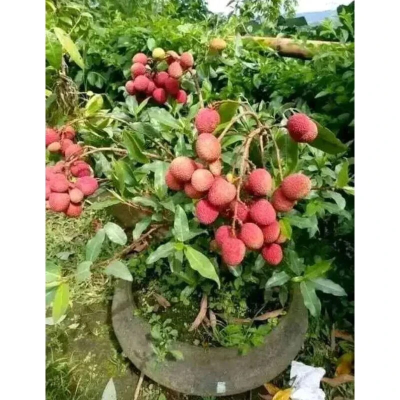 red lychee fruit plants grafted in pots fast shipping | eBay