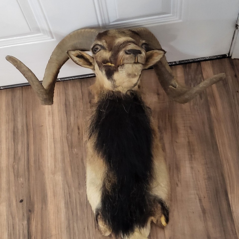 Beautiful Corsican Ram Sheep Shoulder Mount Taxidermy Antlers Horns | eBay