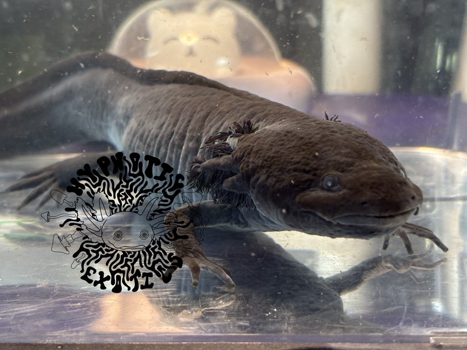 Adult Female Axolotls - Melanoids, albinos, leucy, GFP | eBay