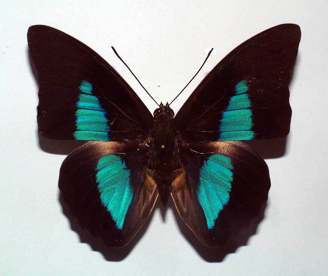 PREPONA DEXAMENUS DEXAMENUS - unmounted butterfly | eBay