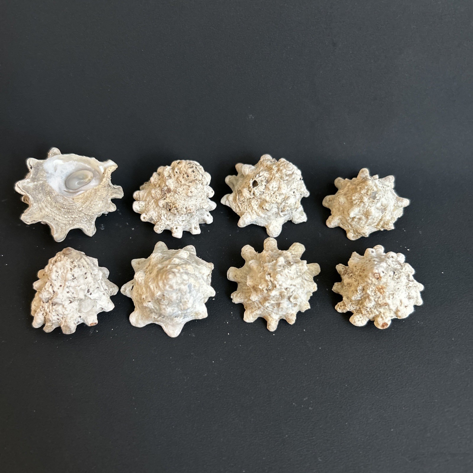 Astralium stellare (Blue-Mouthed/Northern Star Shell), LOT, W/o, from ...