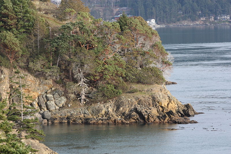 10 PACIFIC MADRONE TREE Bearberry Red Arbutus Menziesii Oregon Laurel ...