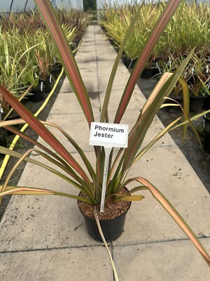 Phormium 'Jester' New Zealand Flax Potted In 3 Litre Pot | eBay UK