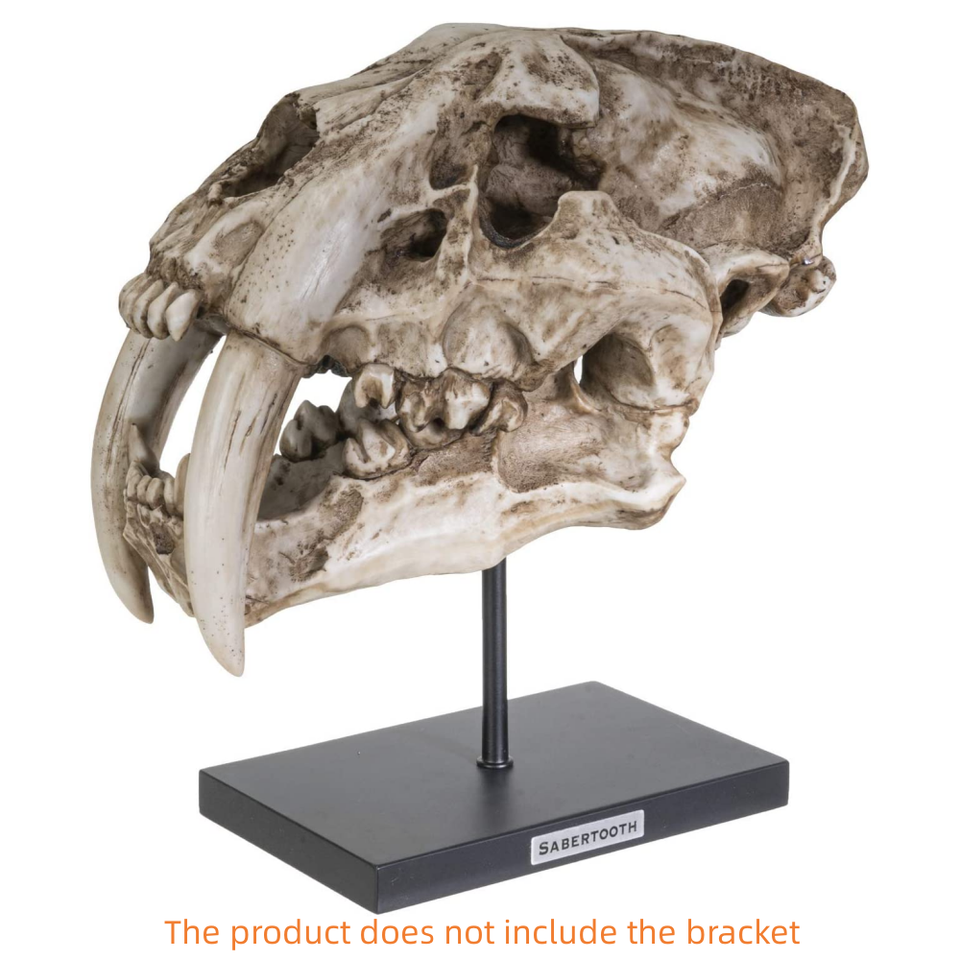 1:1 Smilodon Saber-Toothed Tiger Fossil Skull Model Resin Skeleton ...