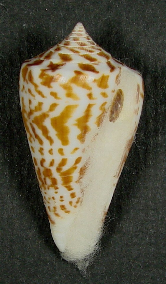 CONUS ADENENSIS 38.76mm SUPER CHOICE SPECIMEN Aden Gulf | eBay