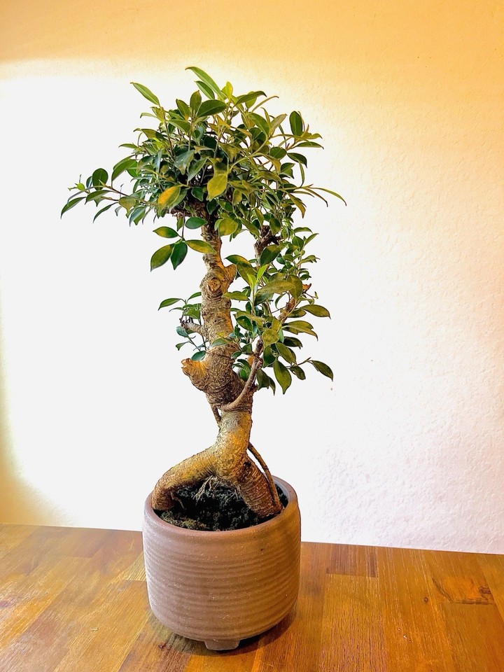 Ginseng Ficus Bonsai (10 Year Old Tree) Live Potted Plant 20” Hight. | eBay
