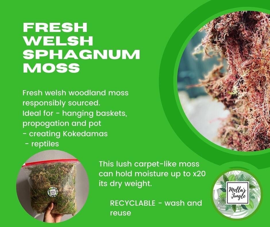 Fresh Live Welsh sphagnum moss 2kg (10-18 litre) Mosspole Propagation ...
