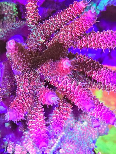 TSA Princess Peach Acropora * Acro * Live Coral Frag * | eBay