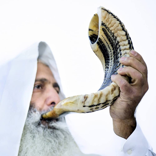 Traditional Kosher Ram Shofar from Israel - Ancient Jewish Musical ...