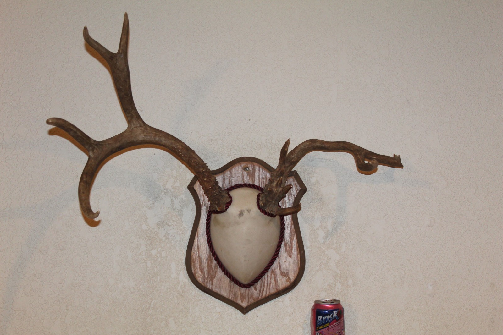Freak Droptine Drop Tine Mule Deer Antler Whitetail Log Cabin Decor ...