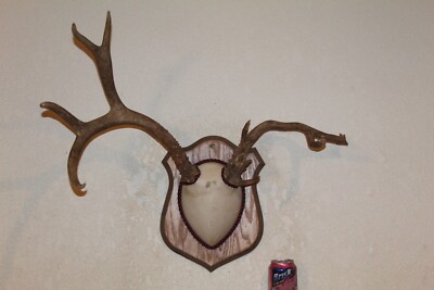 Freak Droptine Drop Tine Mule Deer Antler Whitetail Log Cabin Decor ...
