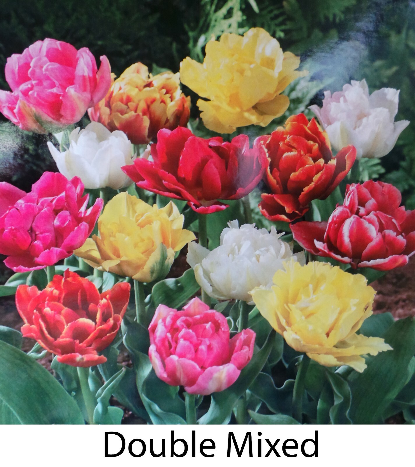 10 20 50 100 Mixed Double Tulip Bulbs Spring Garden Colour Tulips | eBay UK