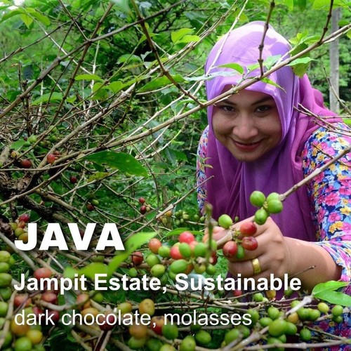 Java unroasted green coffee beans, Jampit estate, Grade A-1X ...