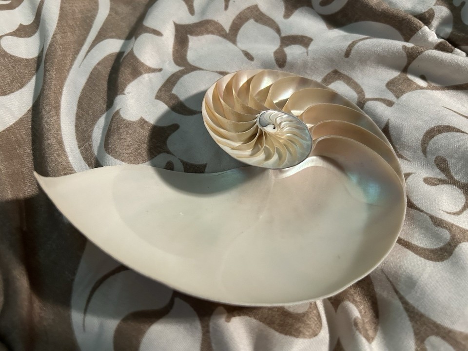 Center cut chambered nautilus sea shell tiger cross sectioned seashell ...