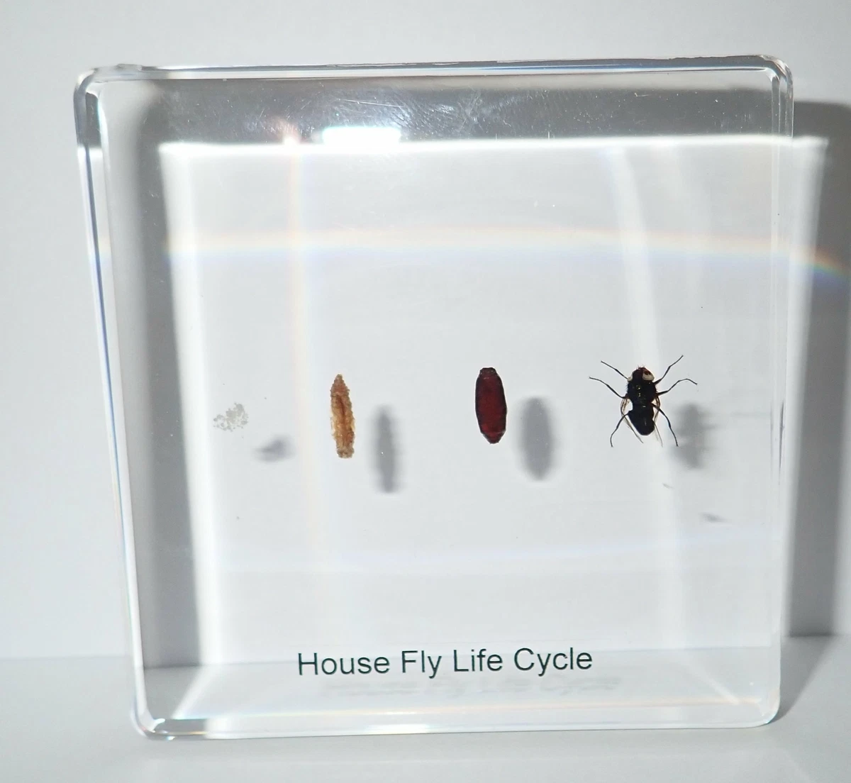Stages Of A House Fly