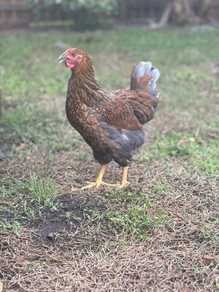 12 Barnyard Mix Hatching Eggs-multiple Colors | eBay
