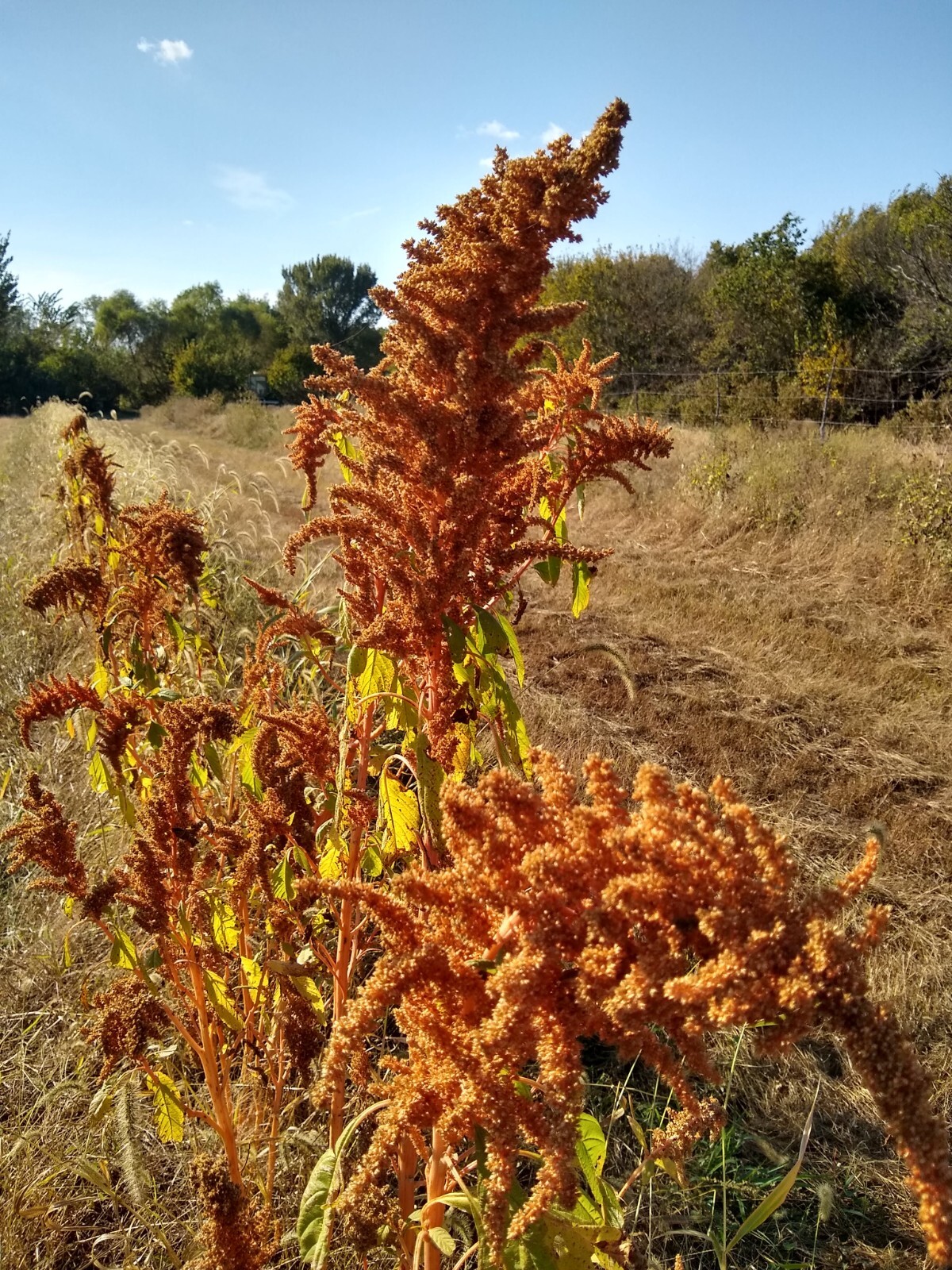 Golden Giant Amaranth seed (Amaranthus cruentus) 300 to 25,000 seeds | eBay