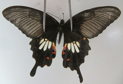PA13382. Insects, butterflies: Papilio sp. Vietnam. Nghe An | eBay