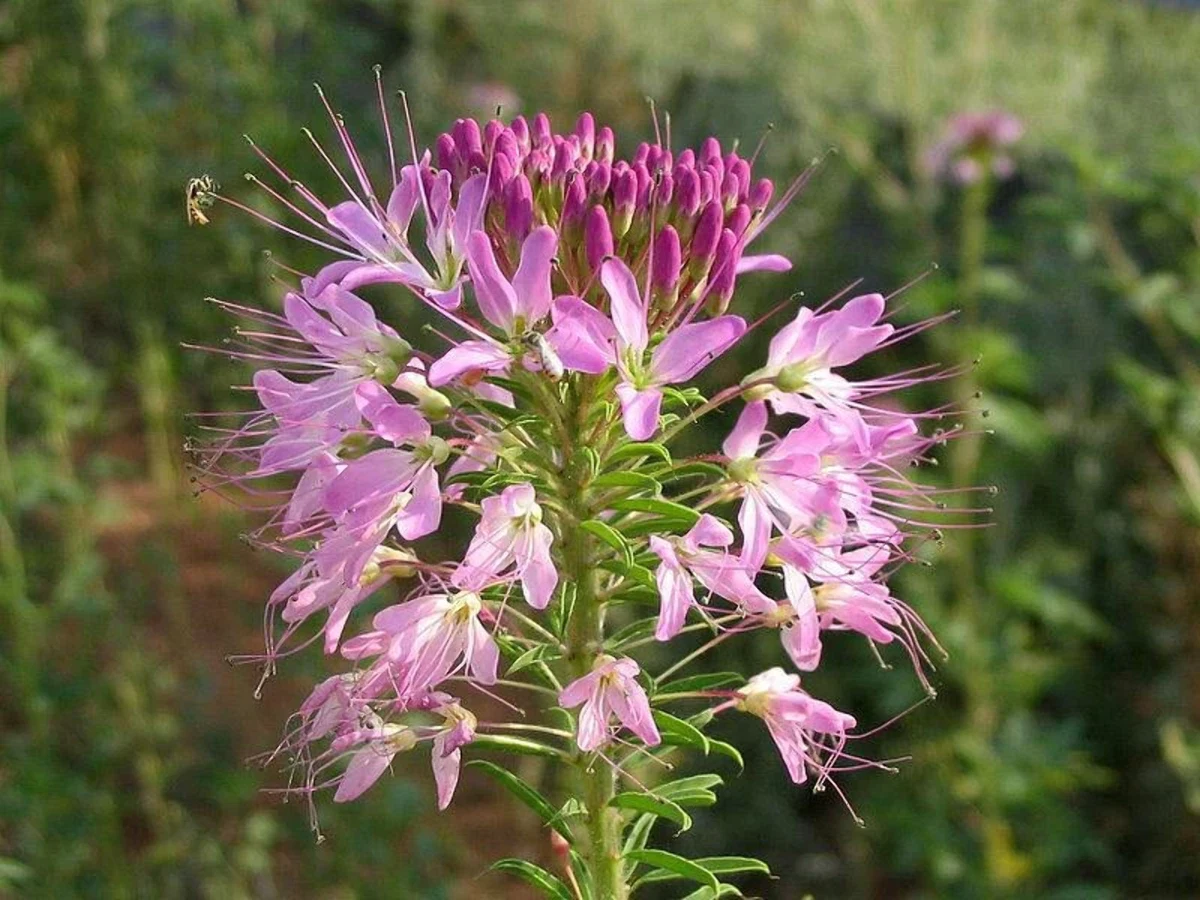 Cleome Hassleriana Rose Queen